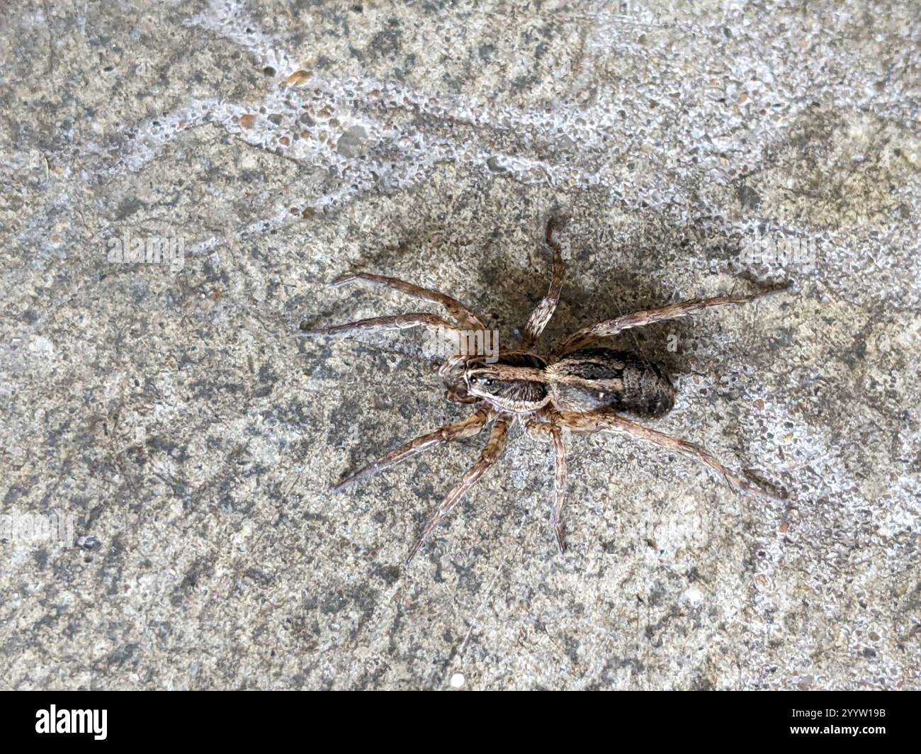 lance wolf spider (Schizocosa avida Stock Photo - Alamy