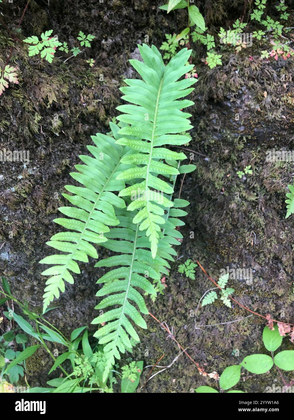 intermediate polypody (Polypodium interjectum Stock Photo - Alamy