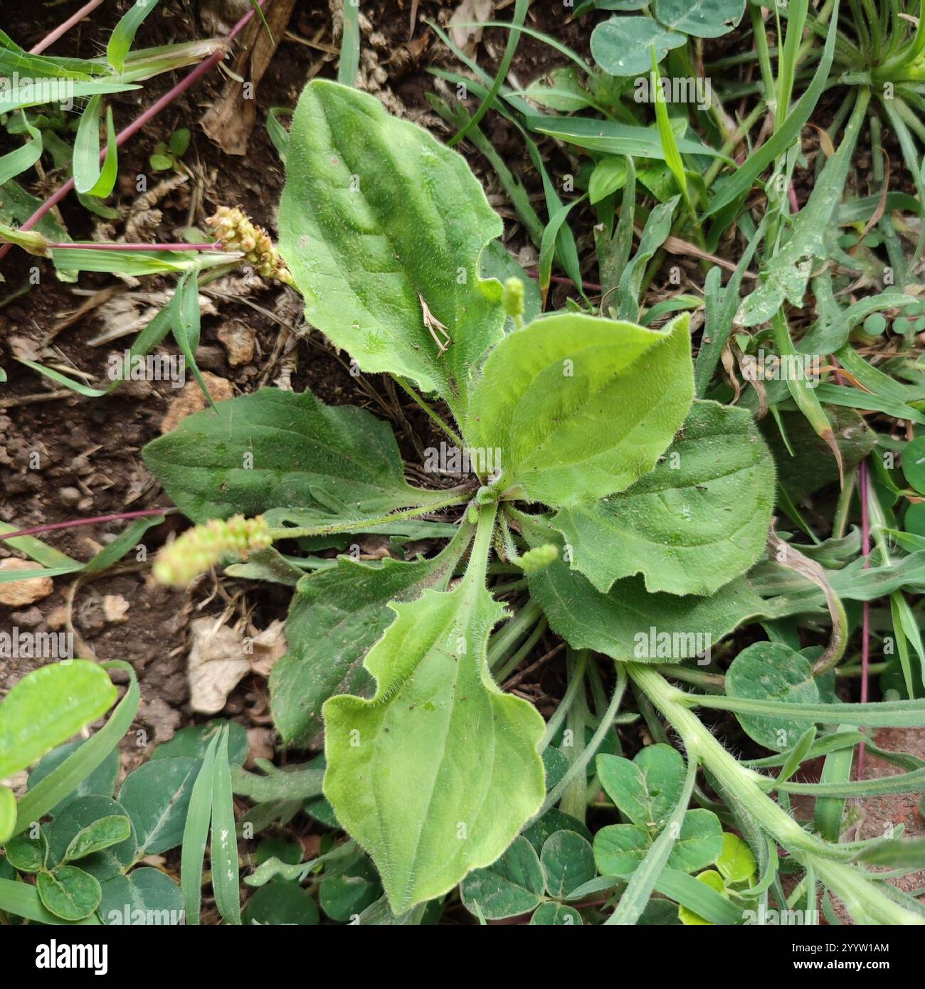 greater plantain (Plantago major Stock Photo - Alamy