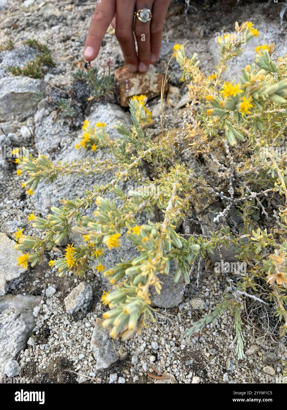 Spineless Horsebrush (Tetradymia canescens Stock Photo - Alamy