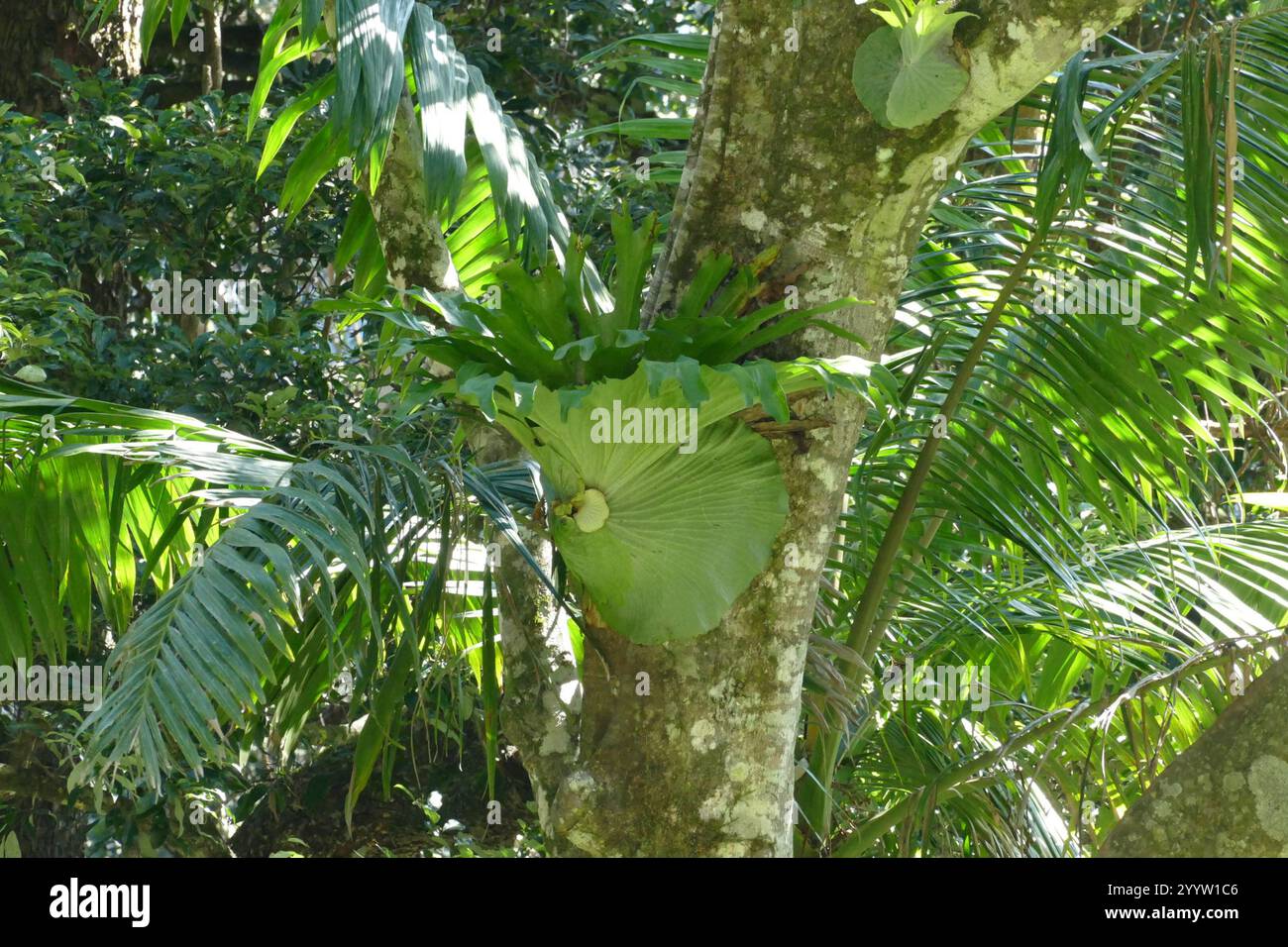 Stag Horn Fern (Platycerium superbum Stock Photo - Alamy