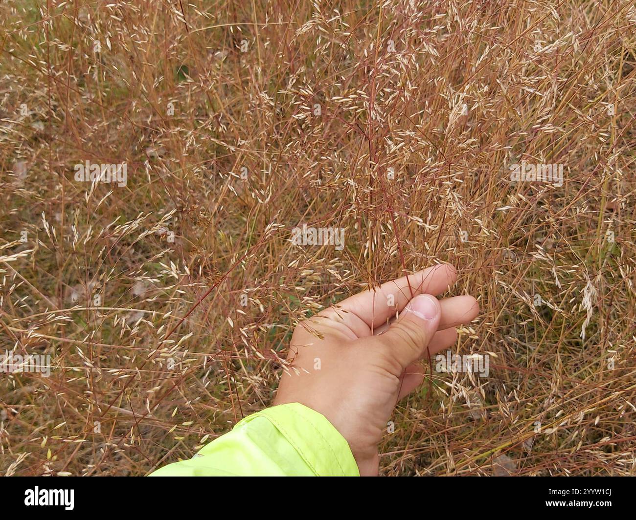 wavy hair-grass (Avenella flexuosa Stock Photo - Alamy