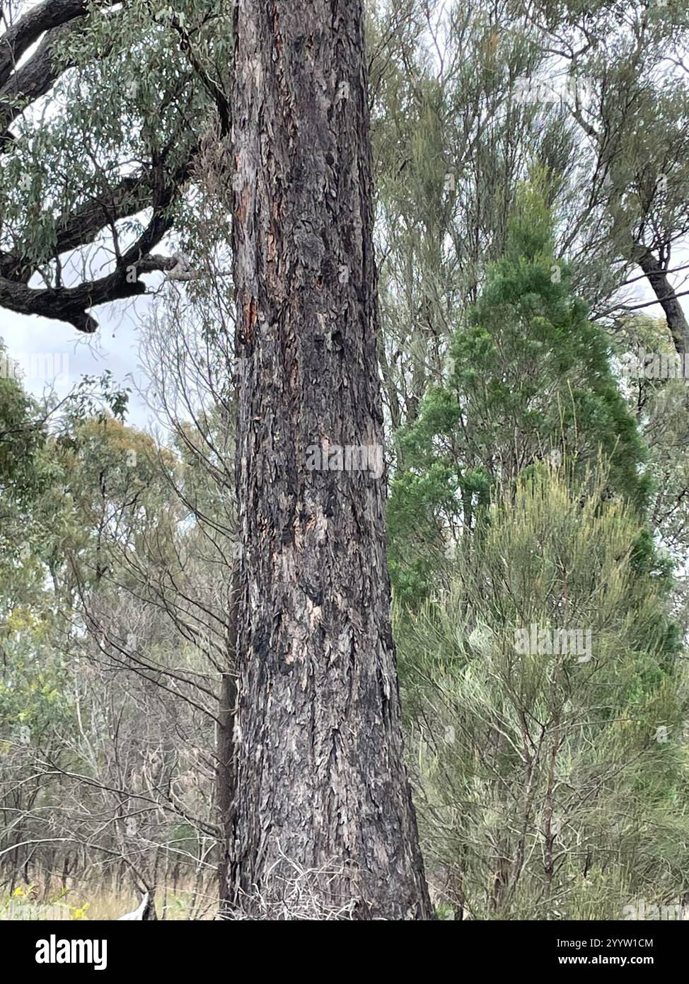 Red Ironbark (Eucalyptus fibrosa Stock Photo - Alamy