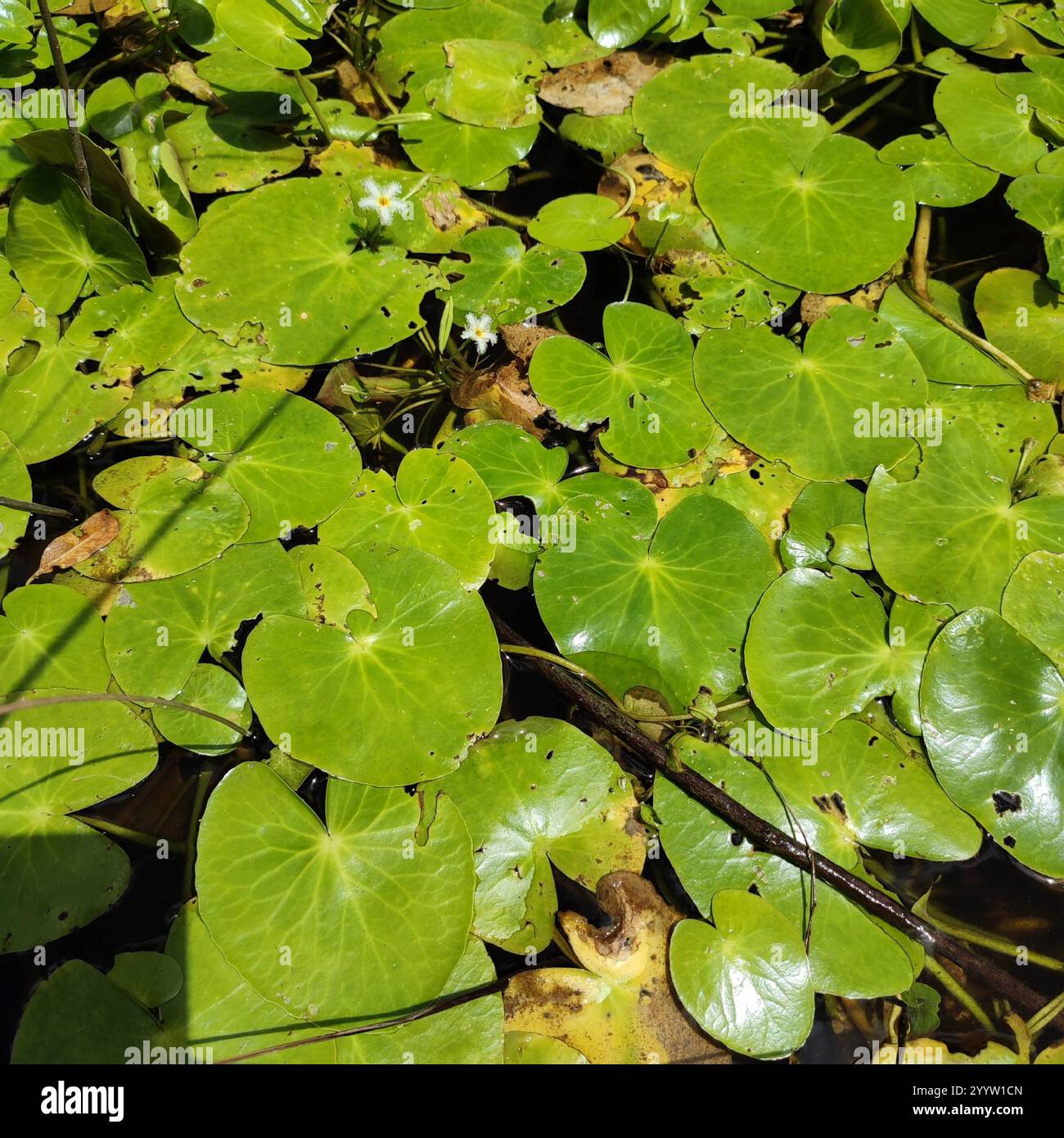 Floatingheart (Nymphoides humboldtiana Stock Photo - Alamy