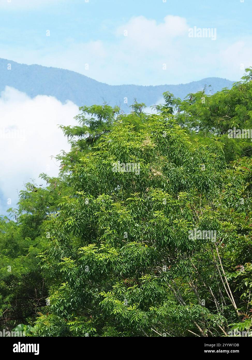 Evergreen tropical ash (Fraxinus griffithii Stock Photo - Alamy