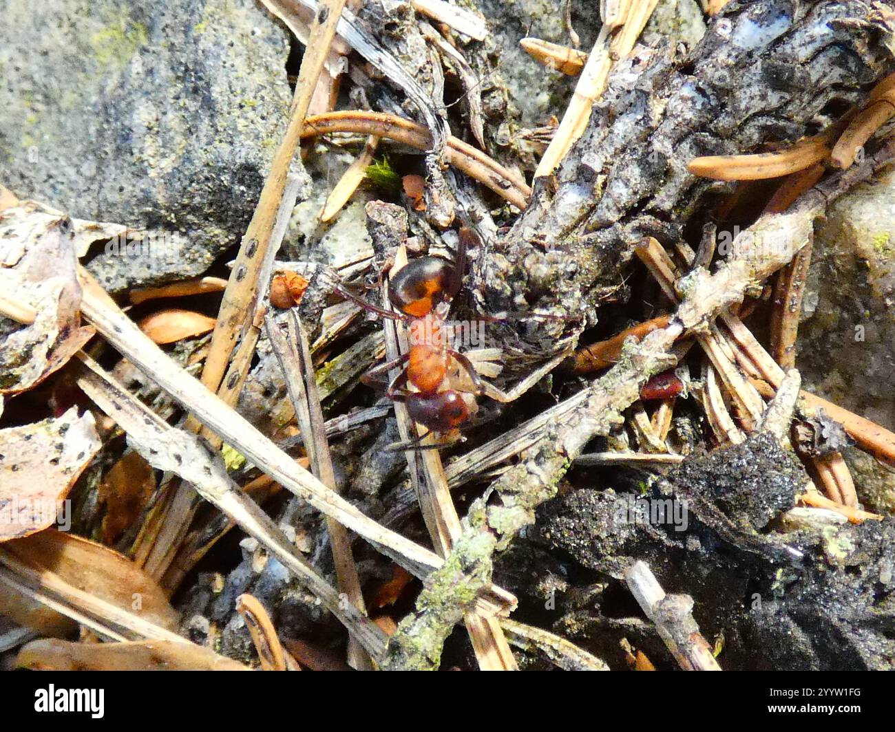 Southern Wood Ant (Formica rufa Stock Photo - Alamy