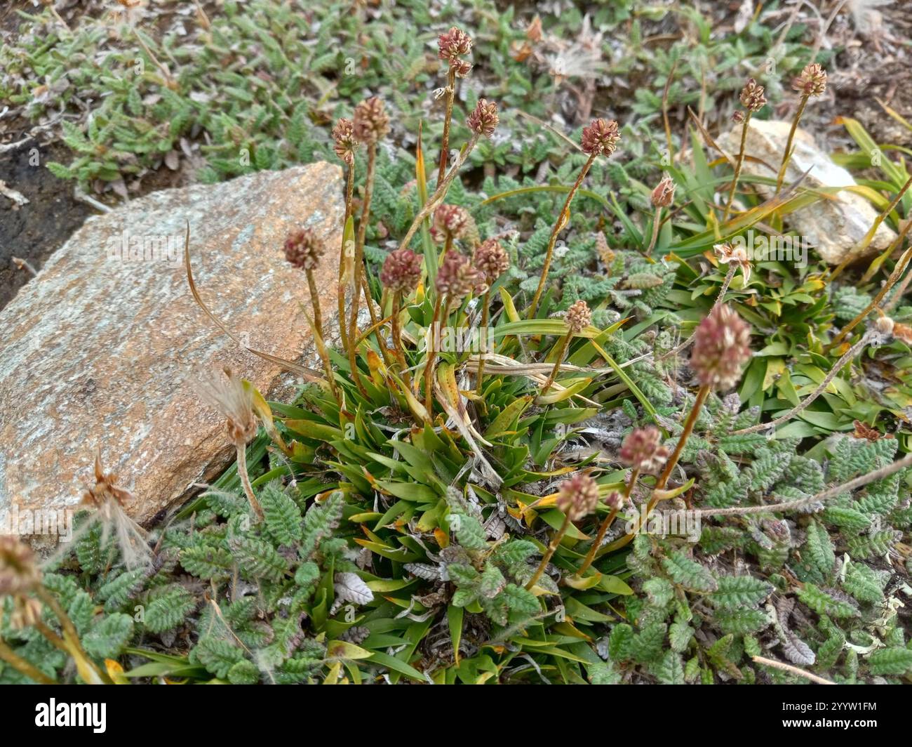 Tofieldia coccinea hi-res stock photography and images - Alamy