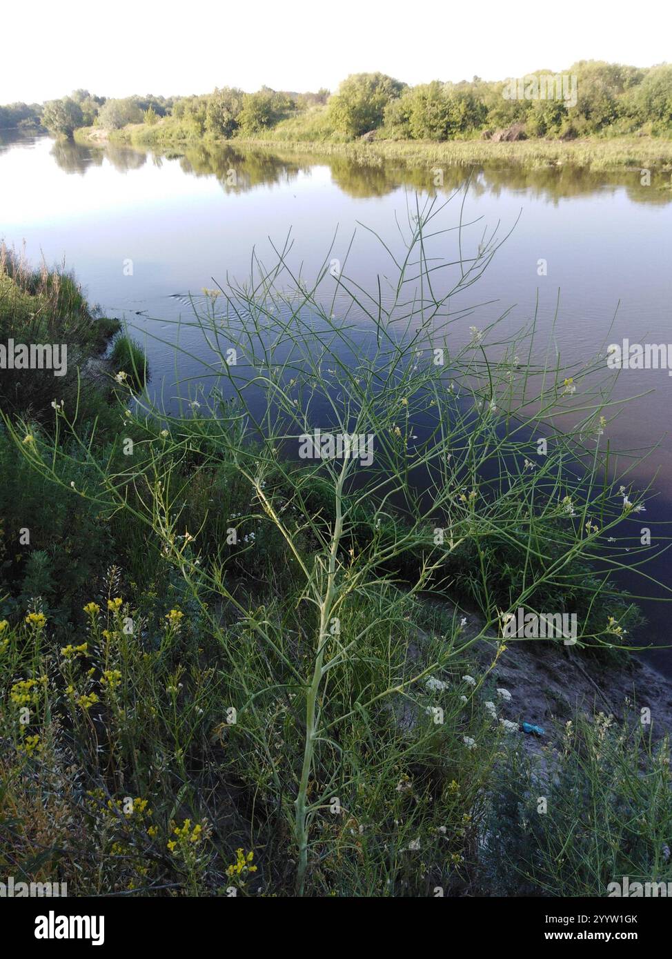 Tall Tumblemustard (Sisymbrium altissimum Stock Photo - Alamy