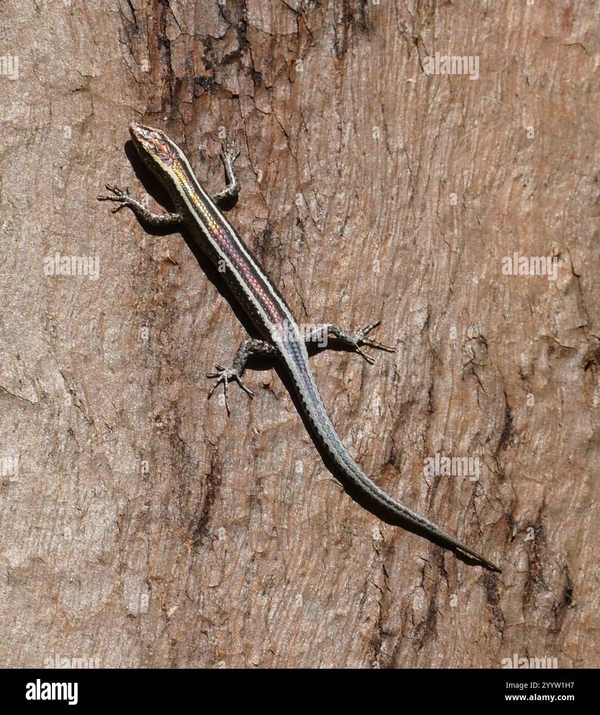 Elegant Snake-eyed Skink (Cryptoblepharus pulcher Stock Photo - Alamy