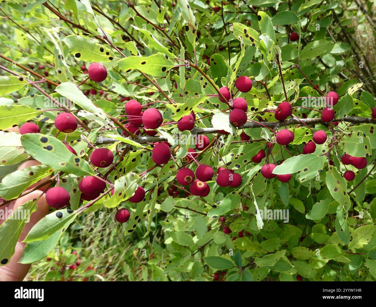 Mountain holly (Ilex mucronata Stock Photo - Alamy