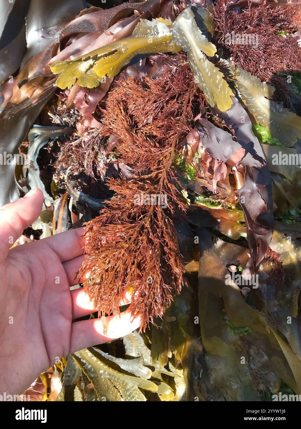 Red Hornweed (Ceramium virgatum Stock Photo - Alamy
