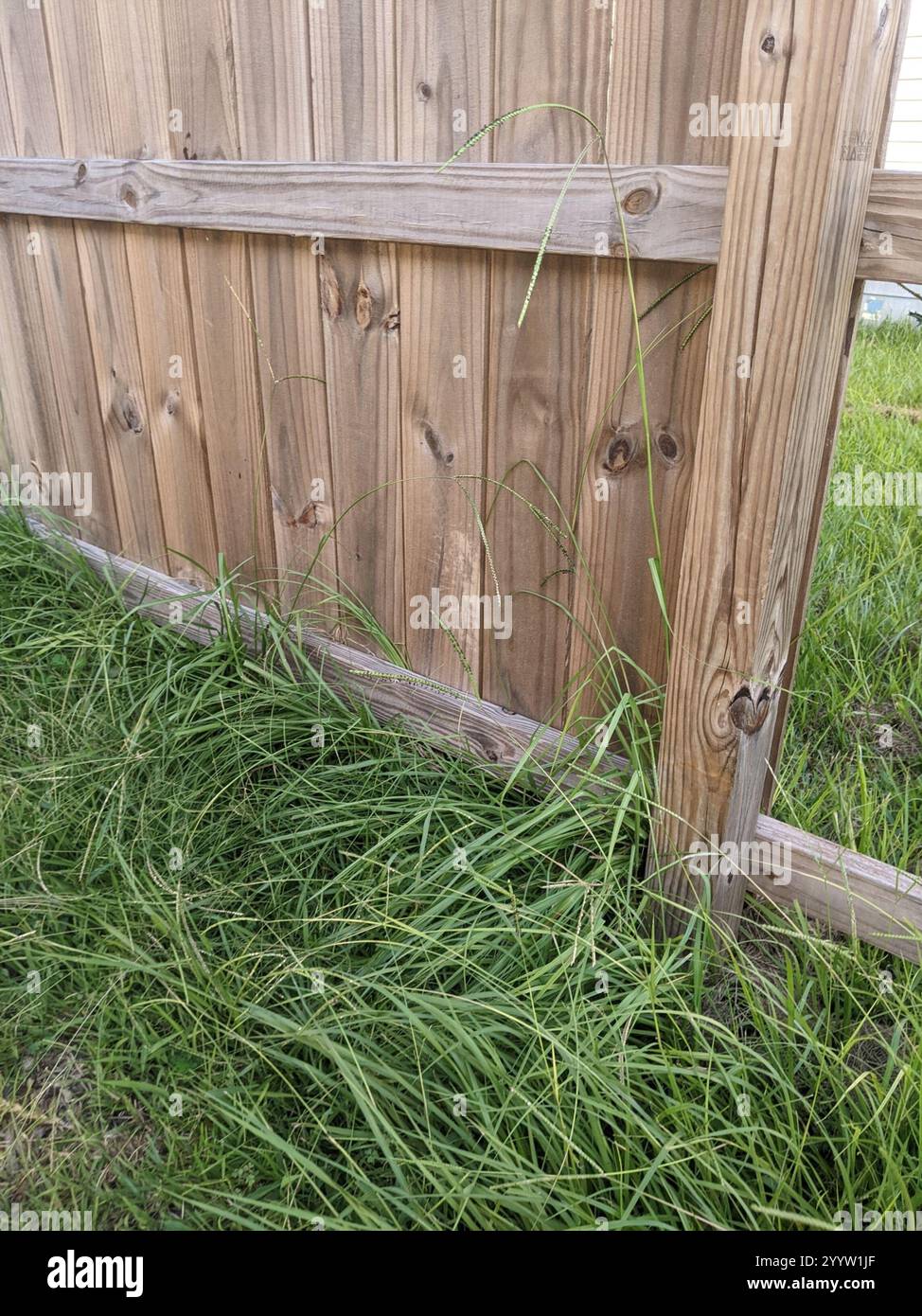 Bahia grass (Paspalum notatum Stock Photo - Alamy