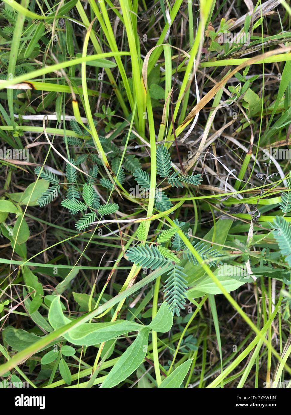 Yellow Puff (Neptunia lutea Stock Photo - Alamy
