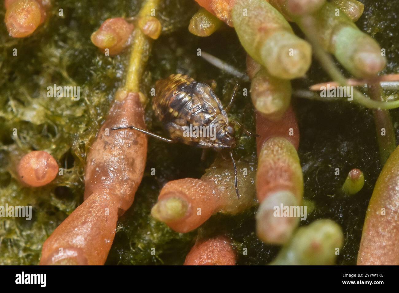 Shore bugs (Saldidae Stock Photo - Alamy