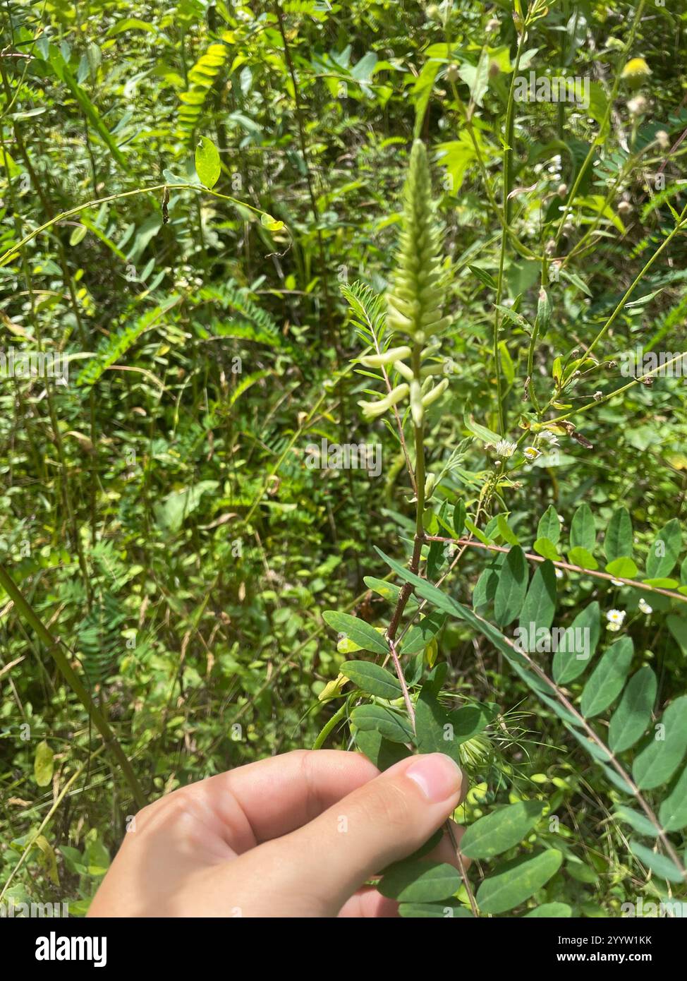 Canadian milkvetch (Astragalus canadensis Stock Photo - Alamy