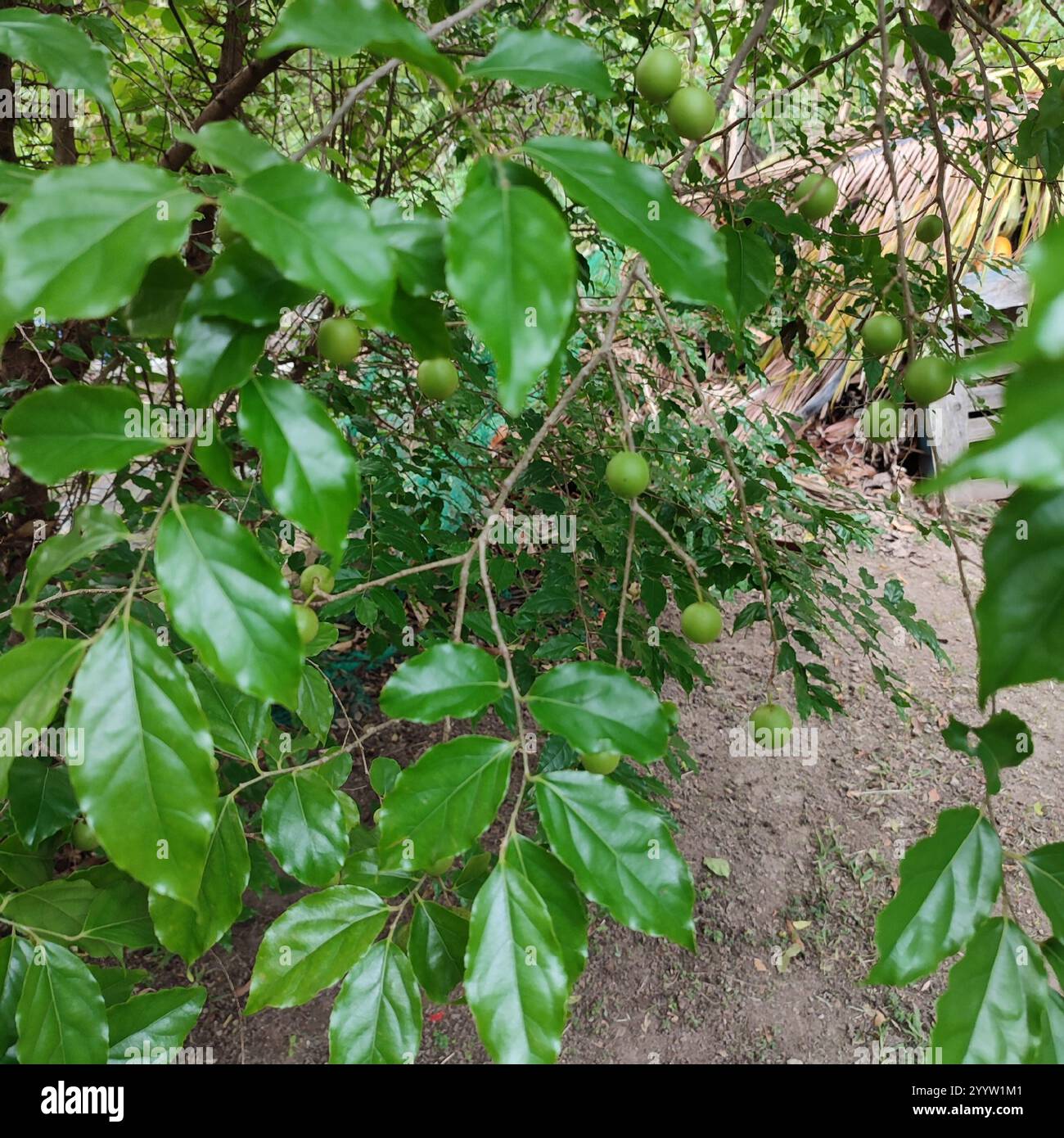 Flacourtia indica hi-res stock photography and images - Alamy