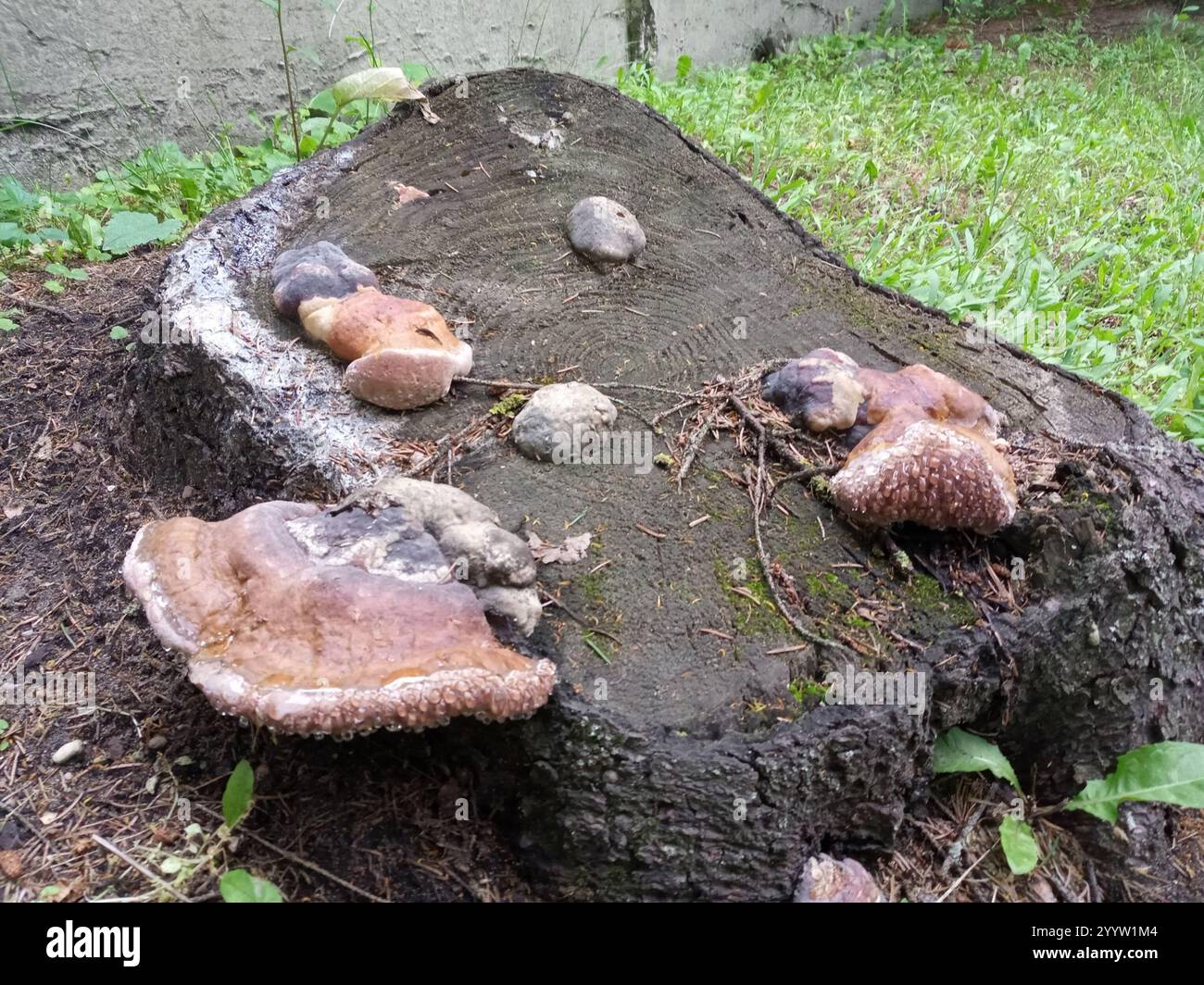 Red-banded Polypore (Fomitopsis pinicola Stock Photo - Alamy
