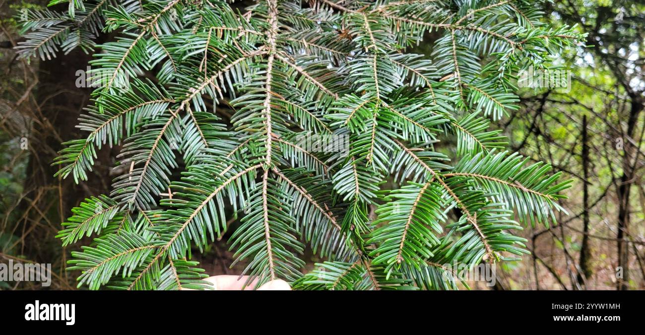 grand fir (Abies grandis Stock Photo - Alamy