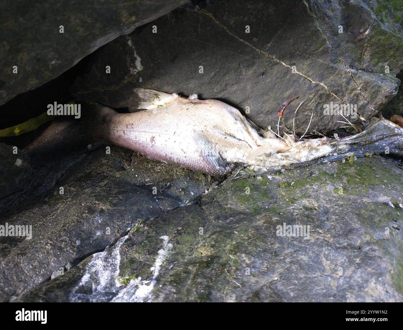 Salmons and Trouts (Salmoninae Stock Photo - Alamy