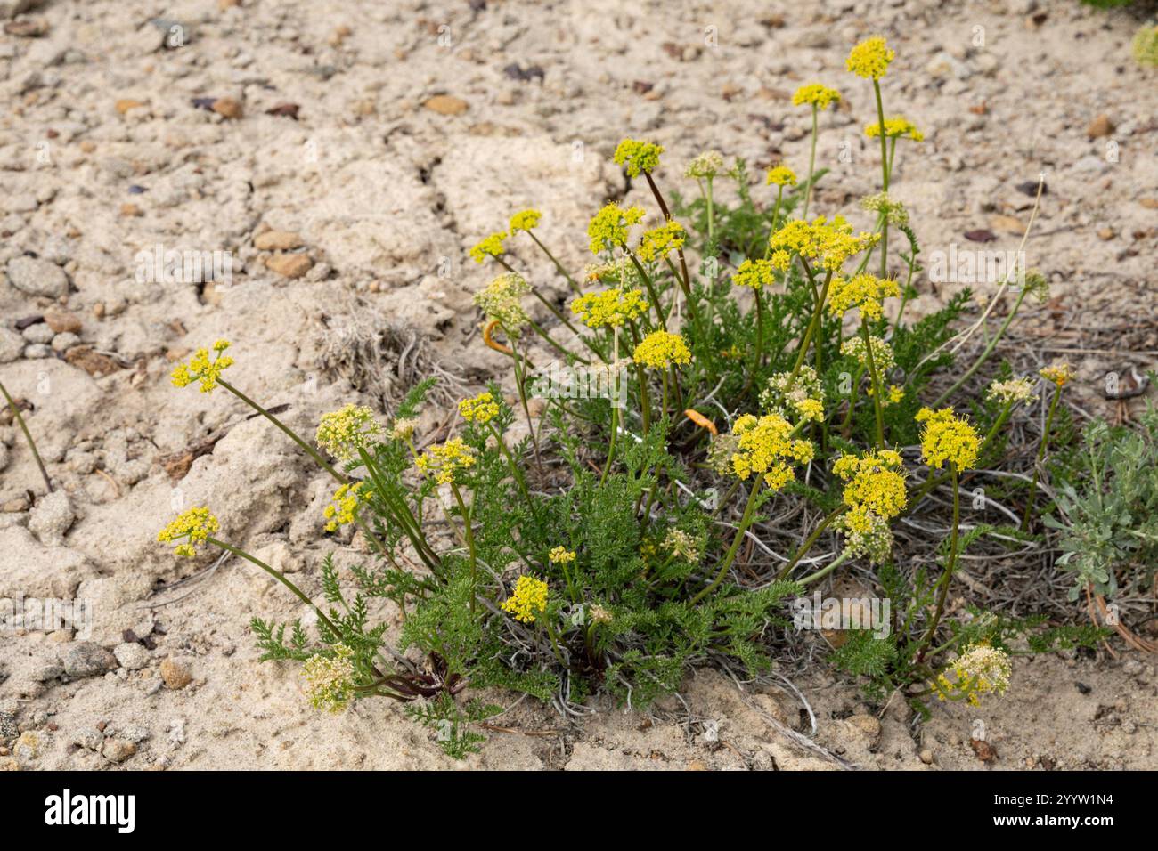 northern Indian parsnip (Cymopterus terebinthinus Stock Photo - Alamy