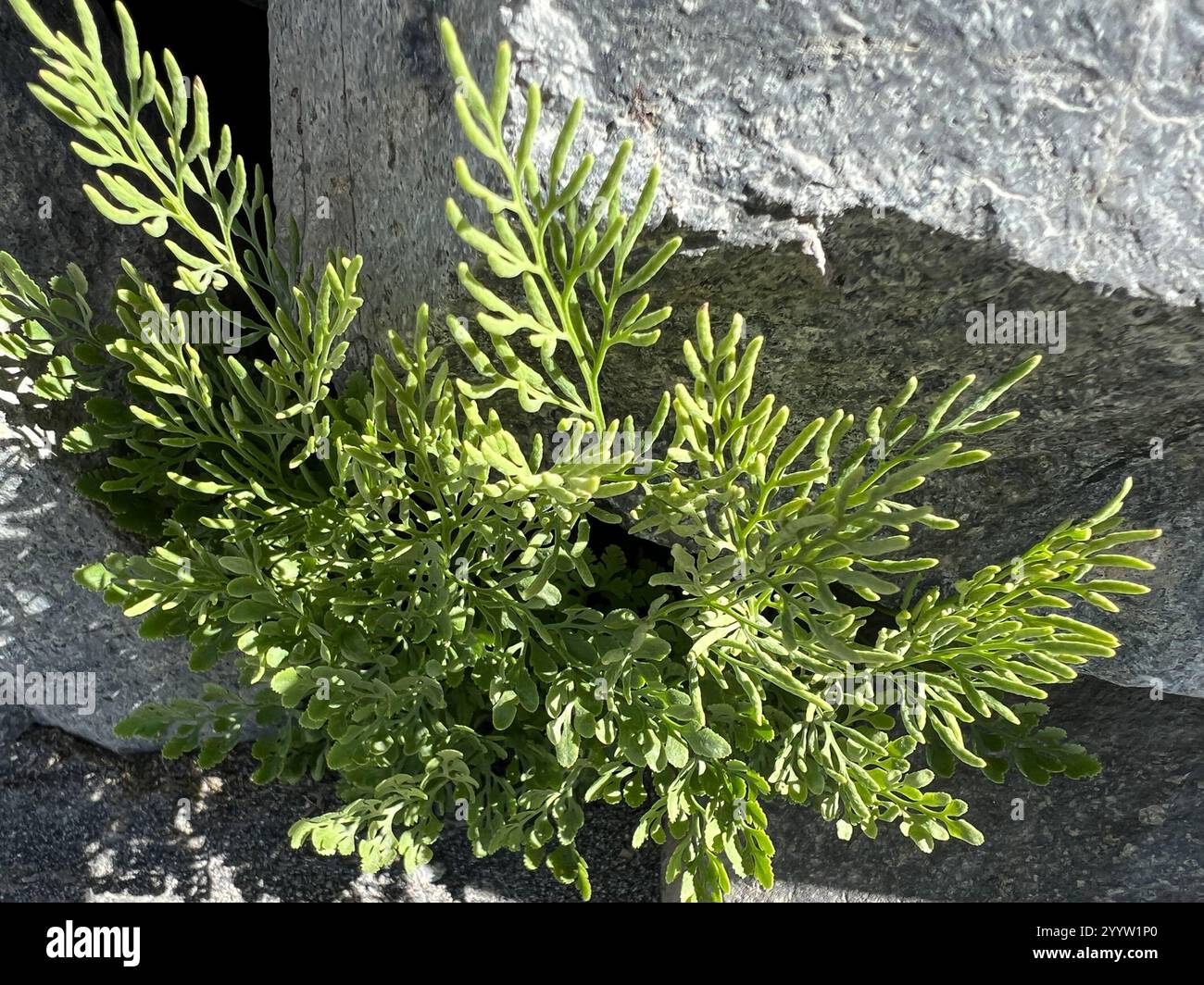 Cascadensis hi-res stock photography and images - Alamy
