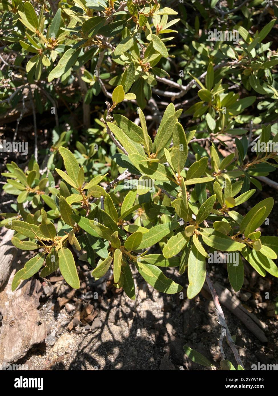 bush chinquapin (Chrysolepis sempervirens Stock Photo - Alamy