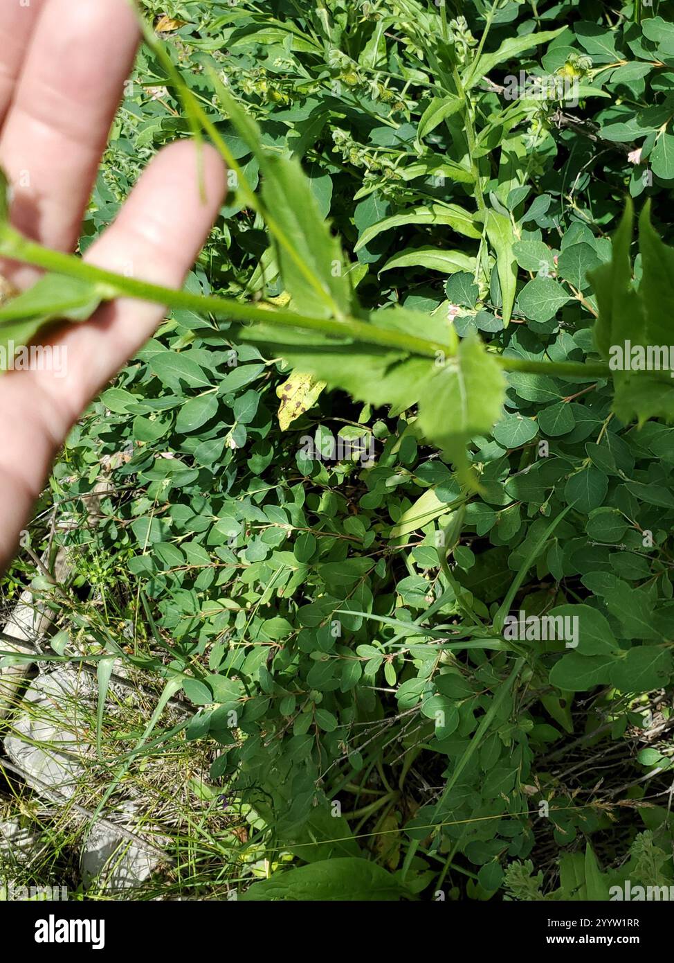 mustard family (Brassicaceae Stock Photo - Alamy