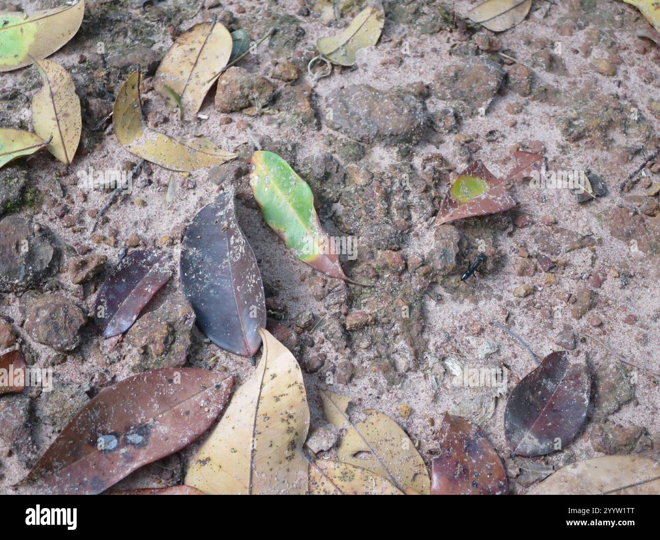 African stink ant (Paltothyreus tarsatus Stock Photo - Alamy