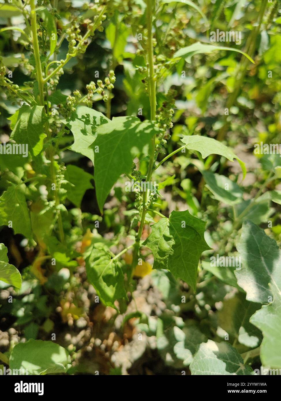 Eurasian maple-leaved goosefoot (Chenopodiastrum hybridum Stock Photo ...