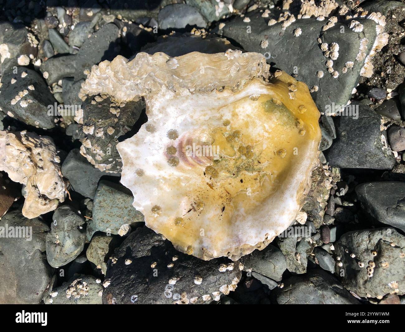 Pacific Oyster (Magallana gigas Stock Photo - Alamy