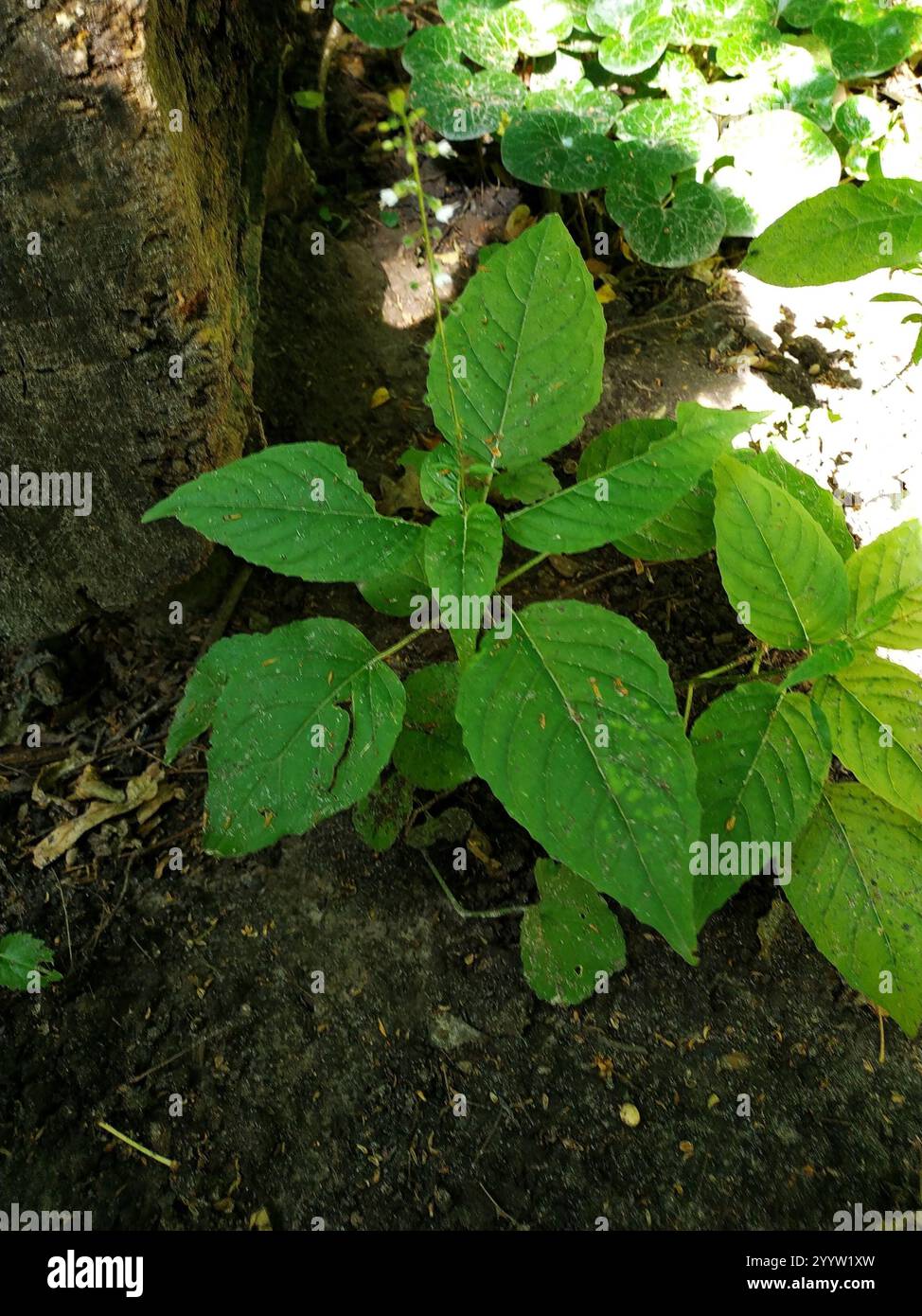 enchanter's-nightshade (Circaea lutetiana Stock Photo - Alamy