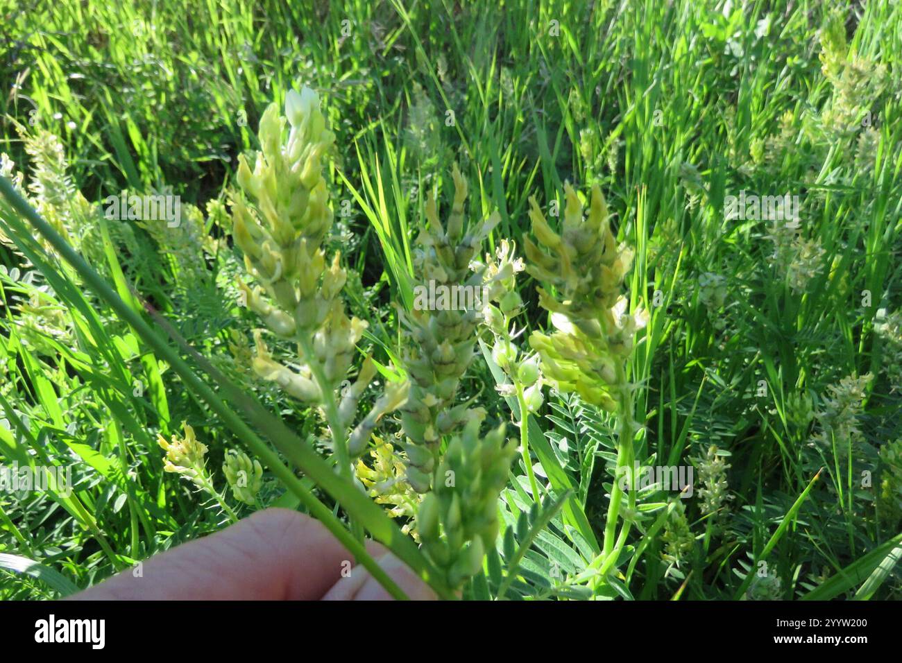 Chickpea Milkvetch (Astragalus cicer Stock Photo - Alamy