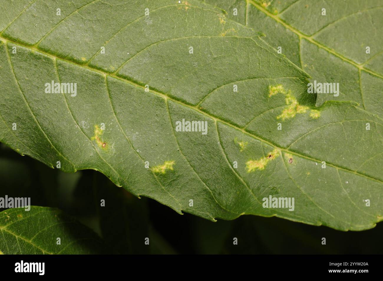 Aculus hi-res stock photography and images - Alamy