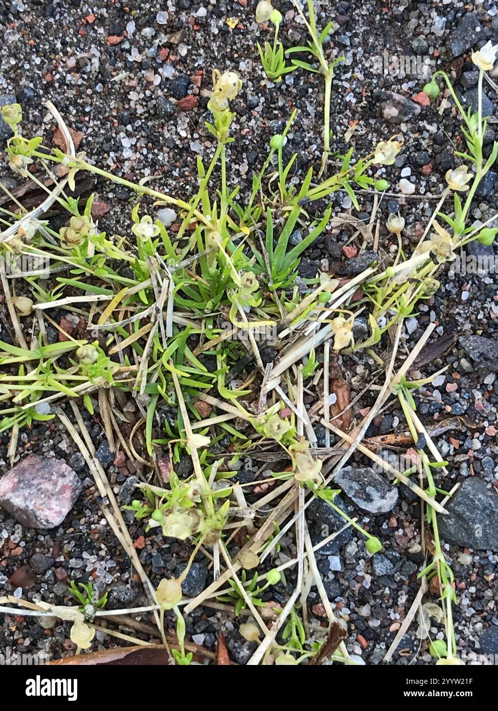 Procumbent Pearlwort (Sagina procumbens Stock Photo - Alamy