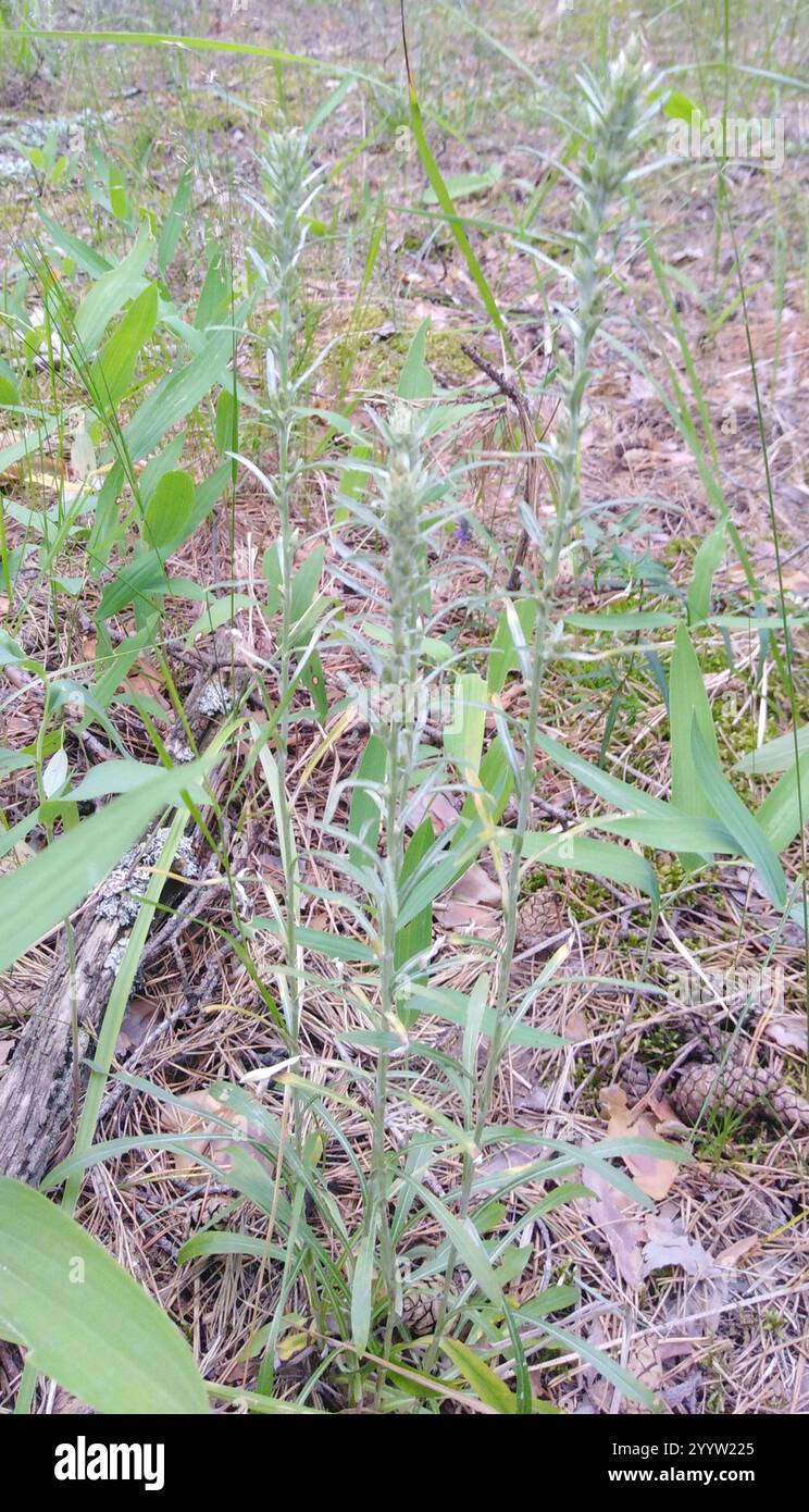 Woodland Cudweed (Omalotheca sylvatica Stock Photo - Alamy