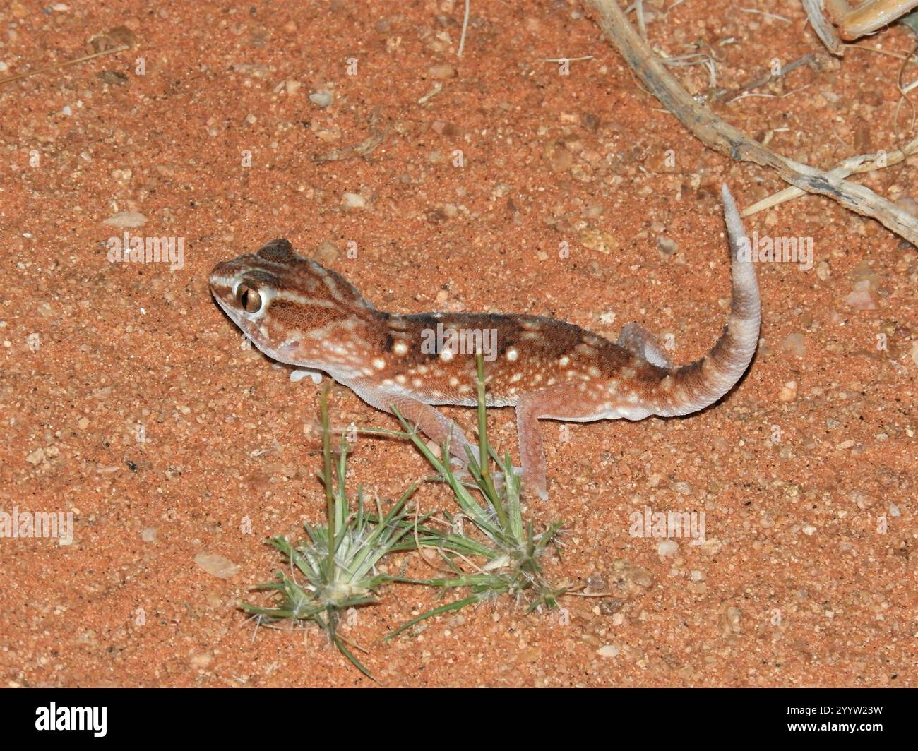Namib Giant Ground Gecko (Chondrodactylus angulifer Stock Photo - Alamy
