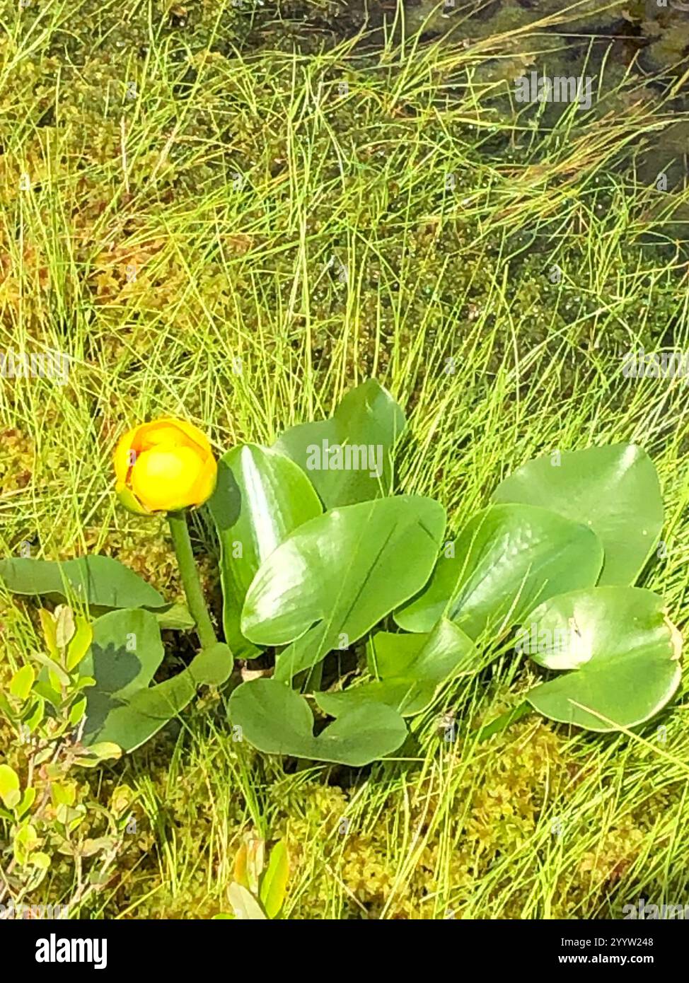 Nuphar variegata hi-res stock photography and images - Alamy