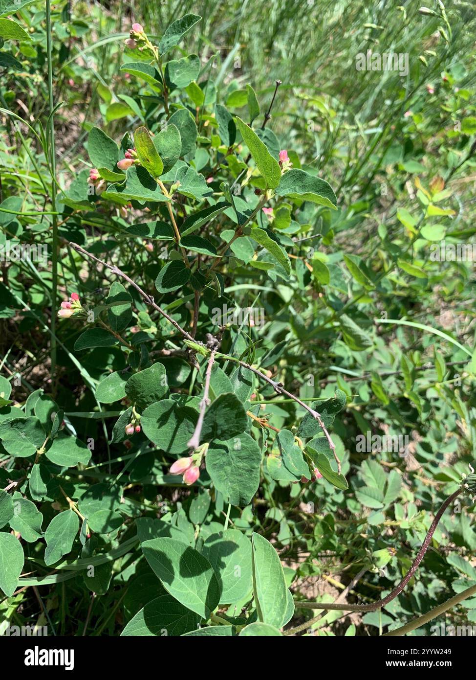 Common Snowberry (Symphoricarpos albus Stock Photo - Alamy