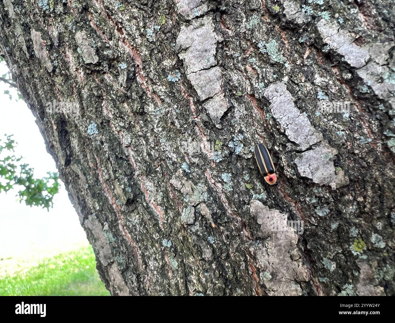 Common Eastern Firefly (Photinus pyralis Stock Photo - Alamy