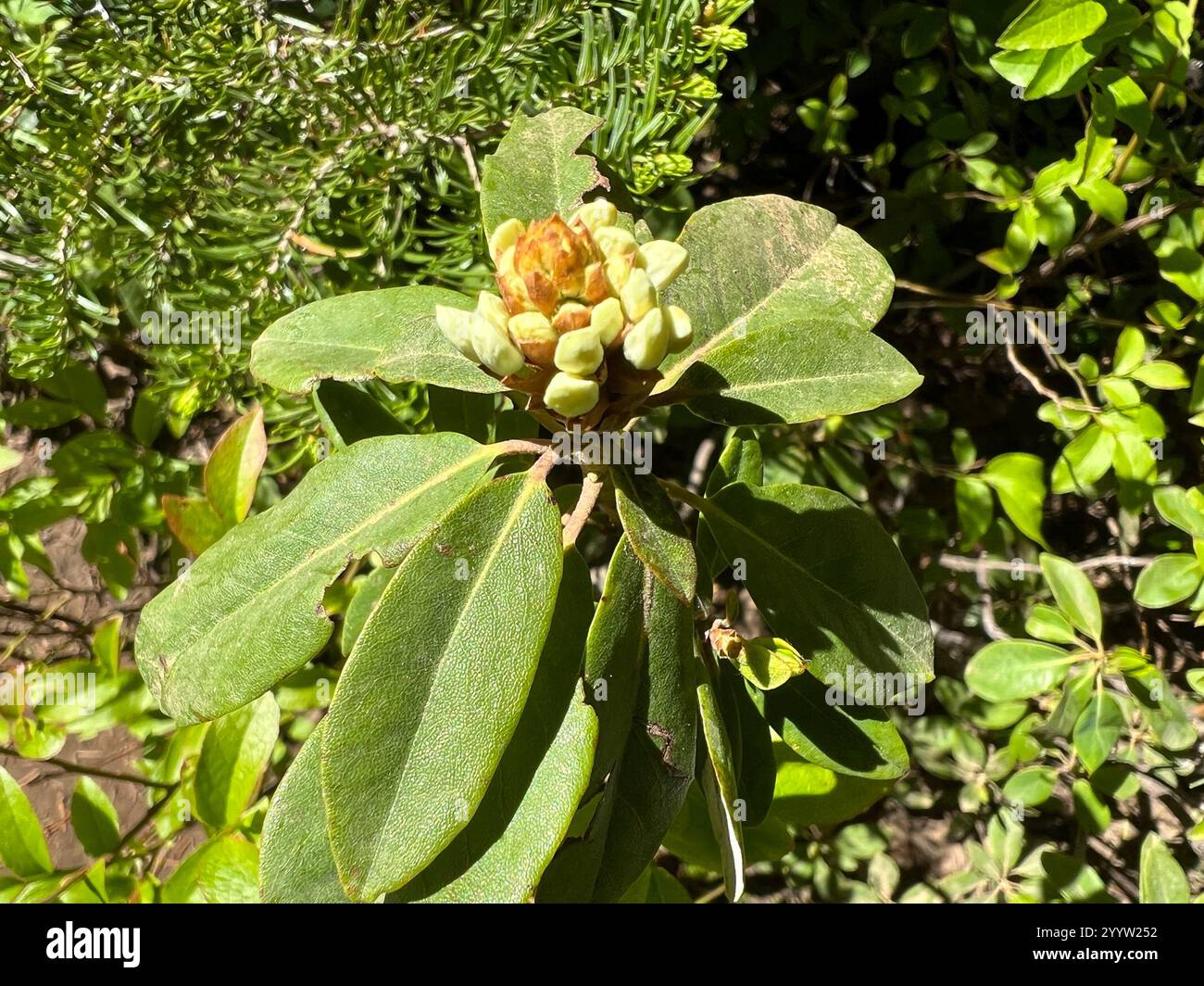 Western Labrador Tea (Rhododendron columbianum Stock Photo - Alamy