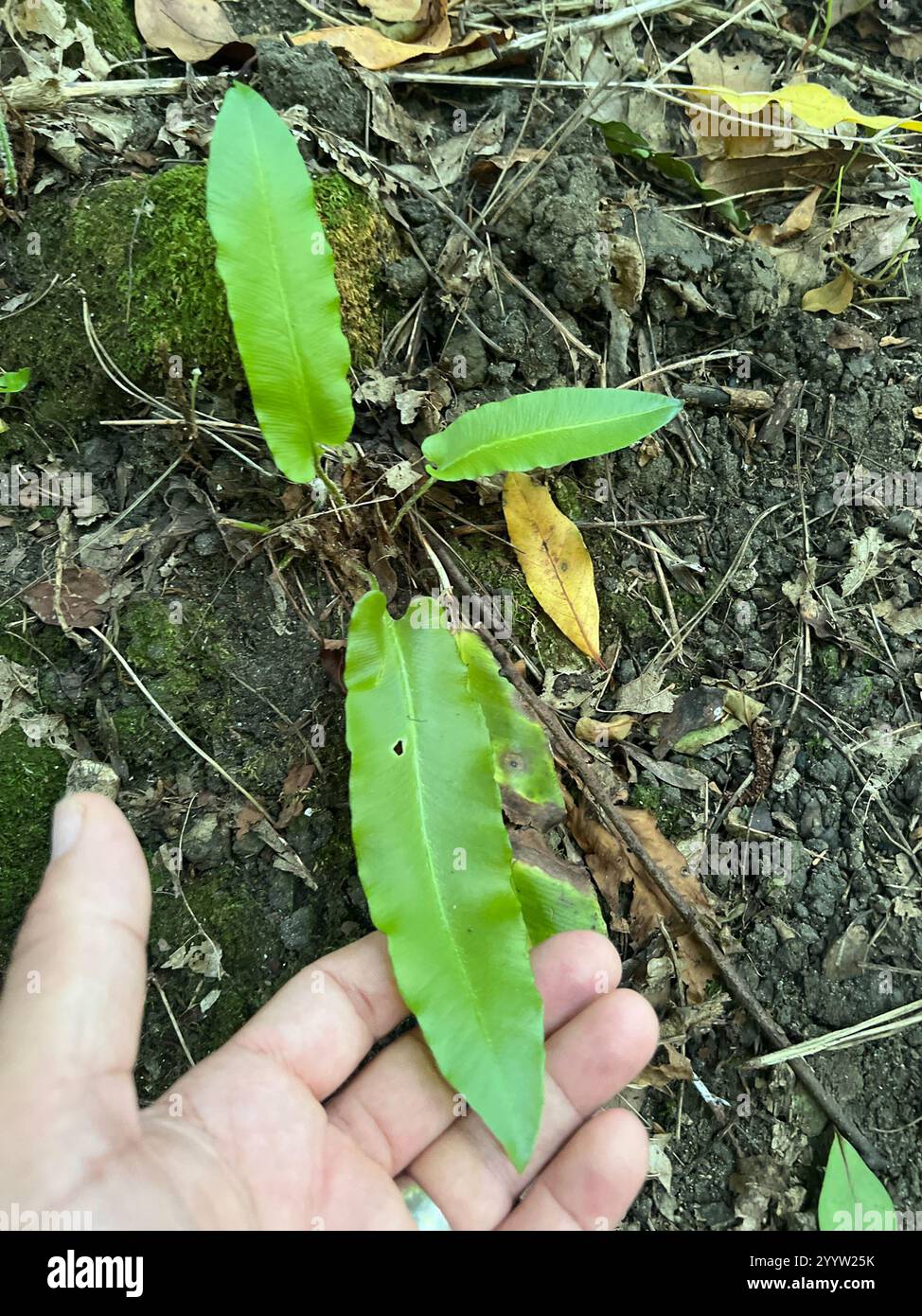 Hart's-tongue fern (Asplenium scolopendrium Stock Photo - Alamy