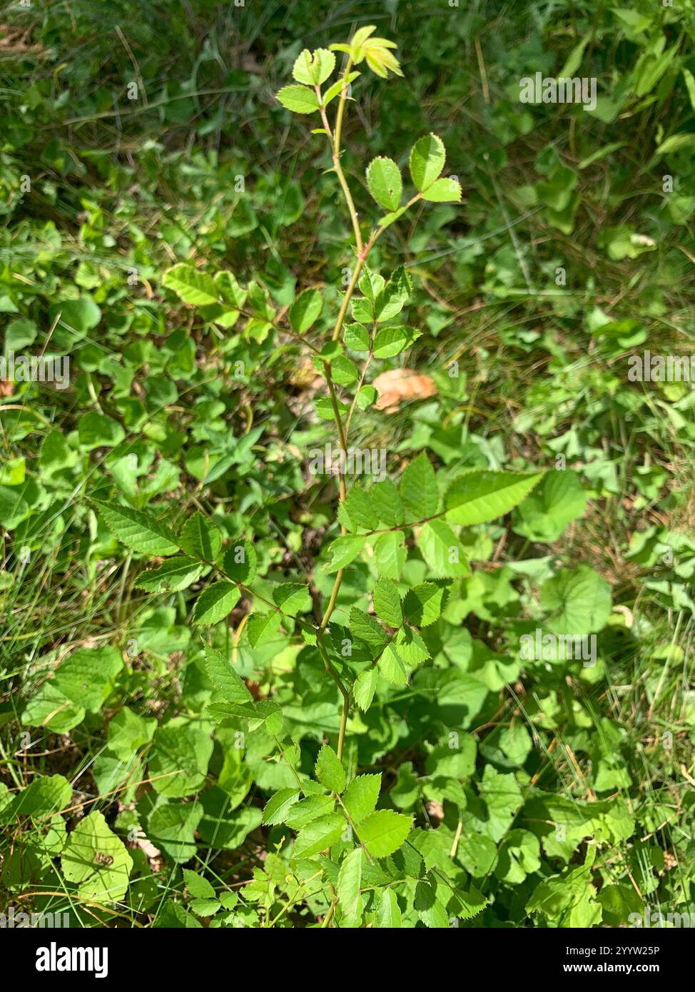 multiflora rose (Rosa multiflora Stock Photo - Alamy