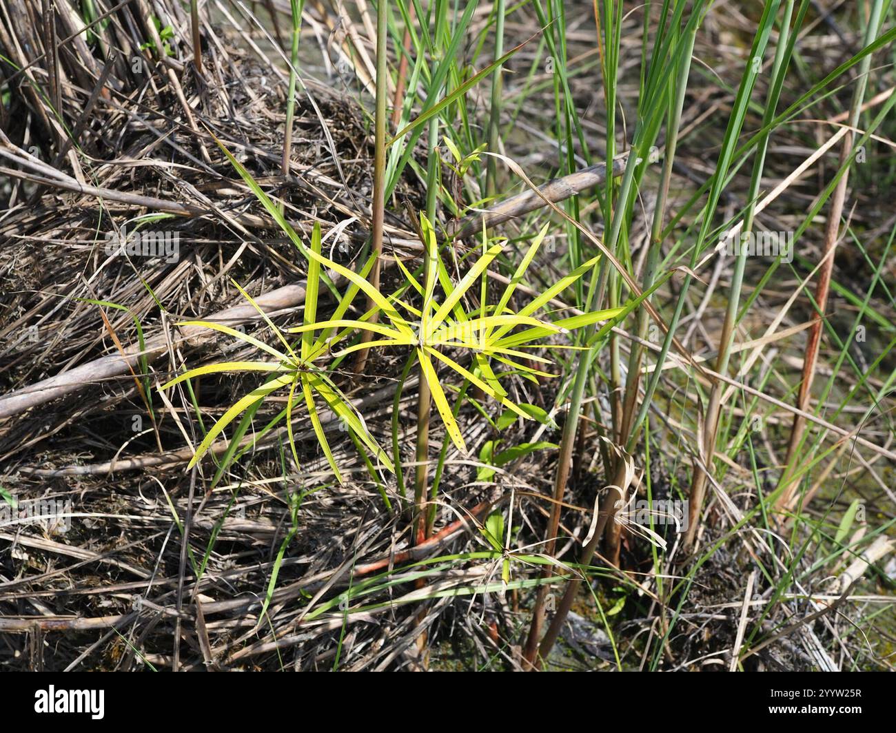 Umbrella papyrus (Cyperus alternifolius flabelliformis Stock Photo - Alamy