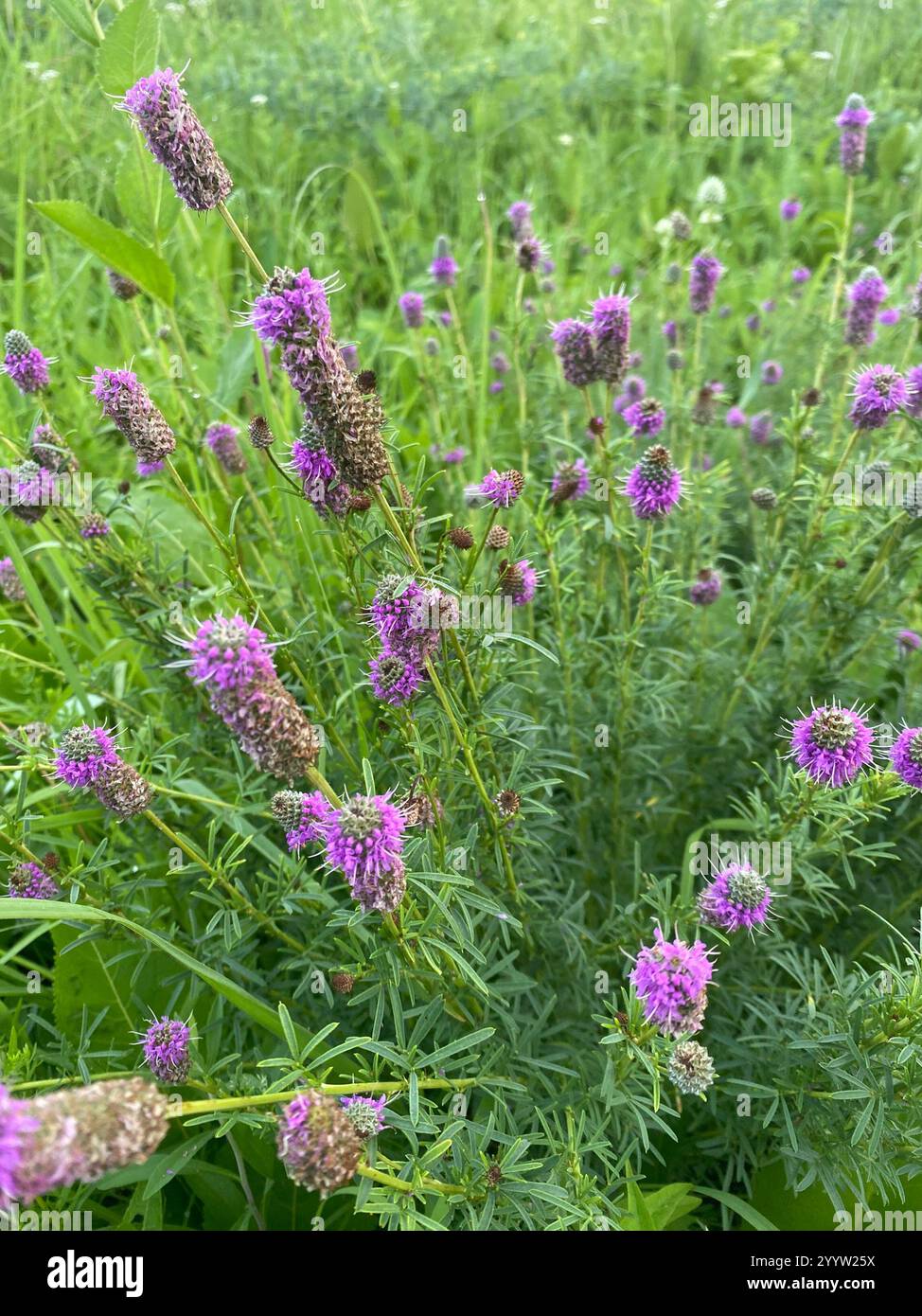 purple prairie clover (Dalea purpurea Stock Photo - Alamy