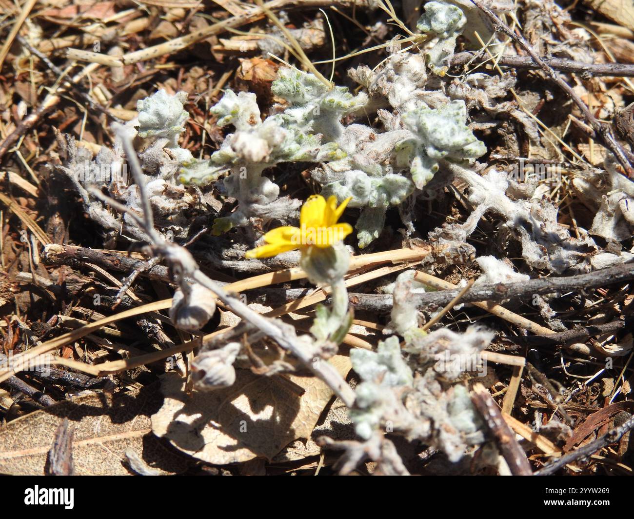 common woolly sunflower (Eriophyllum lanatum Stock Photo - Alamy