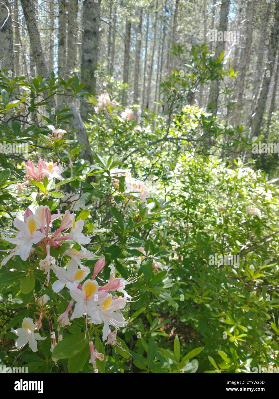 western azalea (Rhododendron occidentale Stock Photo - Alamy