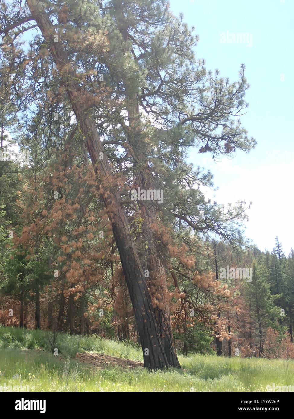 Ponderosa Pine (Pinus ponderosa Stock Photo - Alamy