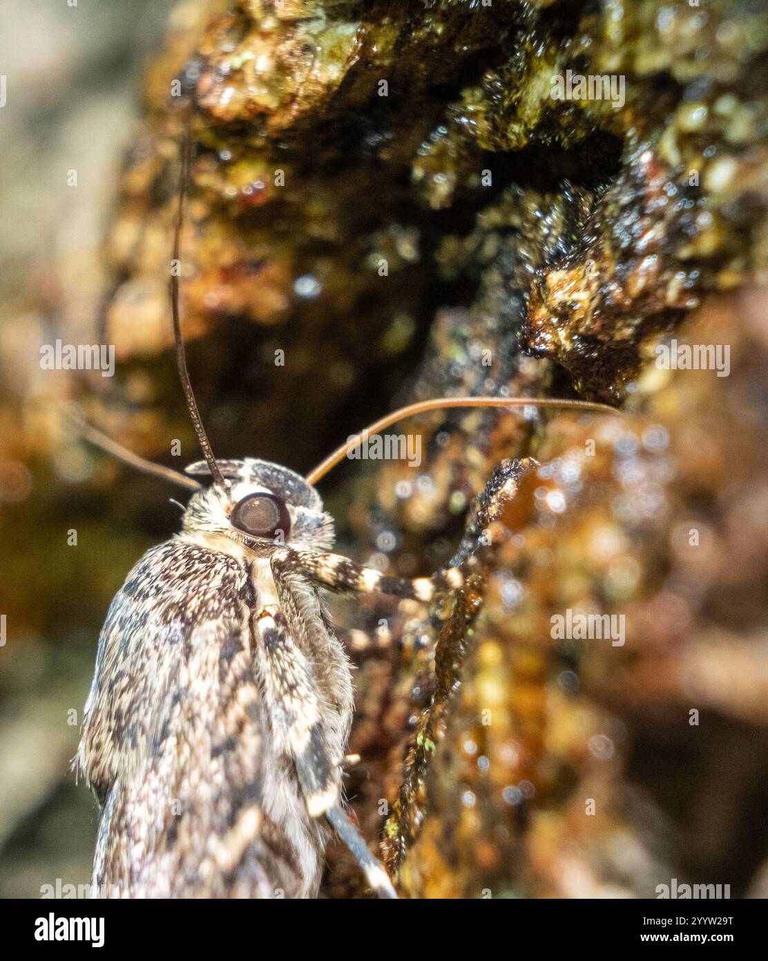 American Copper Underwing (Amphipyra pyramidoides Stock Photo - Alamy