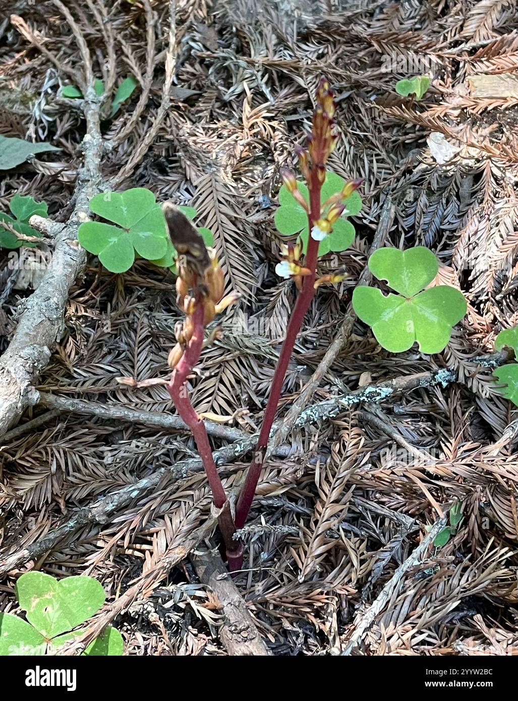 Eastern spotted coralroot (Corallorhiza maculata maculata Stock Photo ...