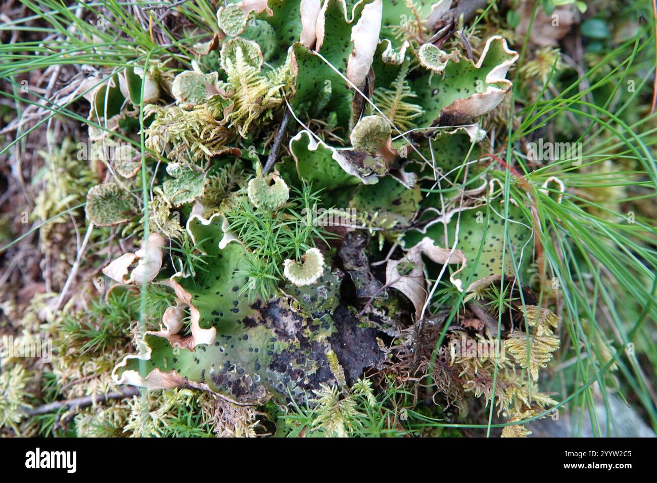 freckled pelt lichen (Peltigera aphthosa Stock Photo - Alamy